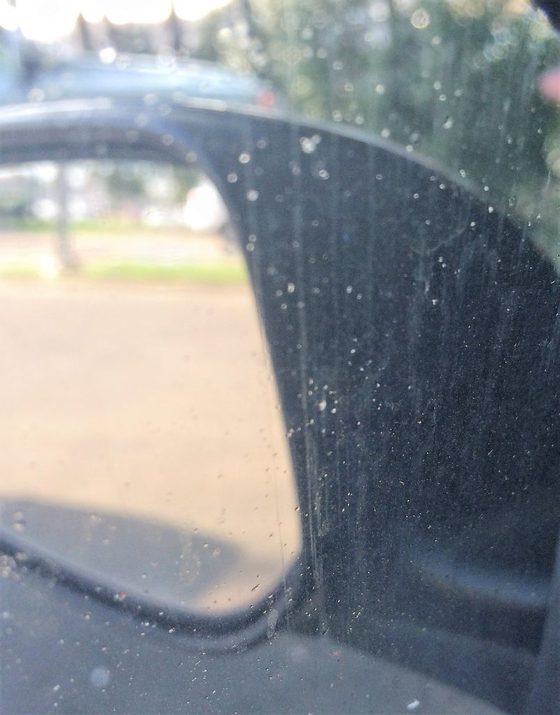 Aphid Honeydew on Car? | Texas Tree Surgeons