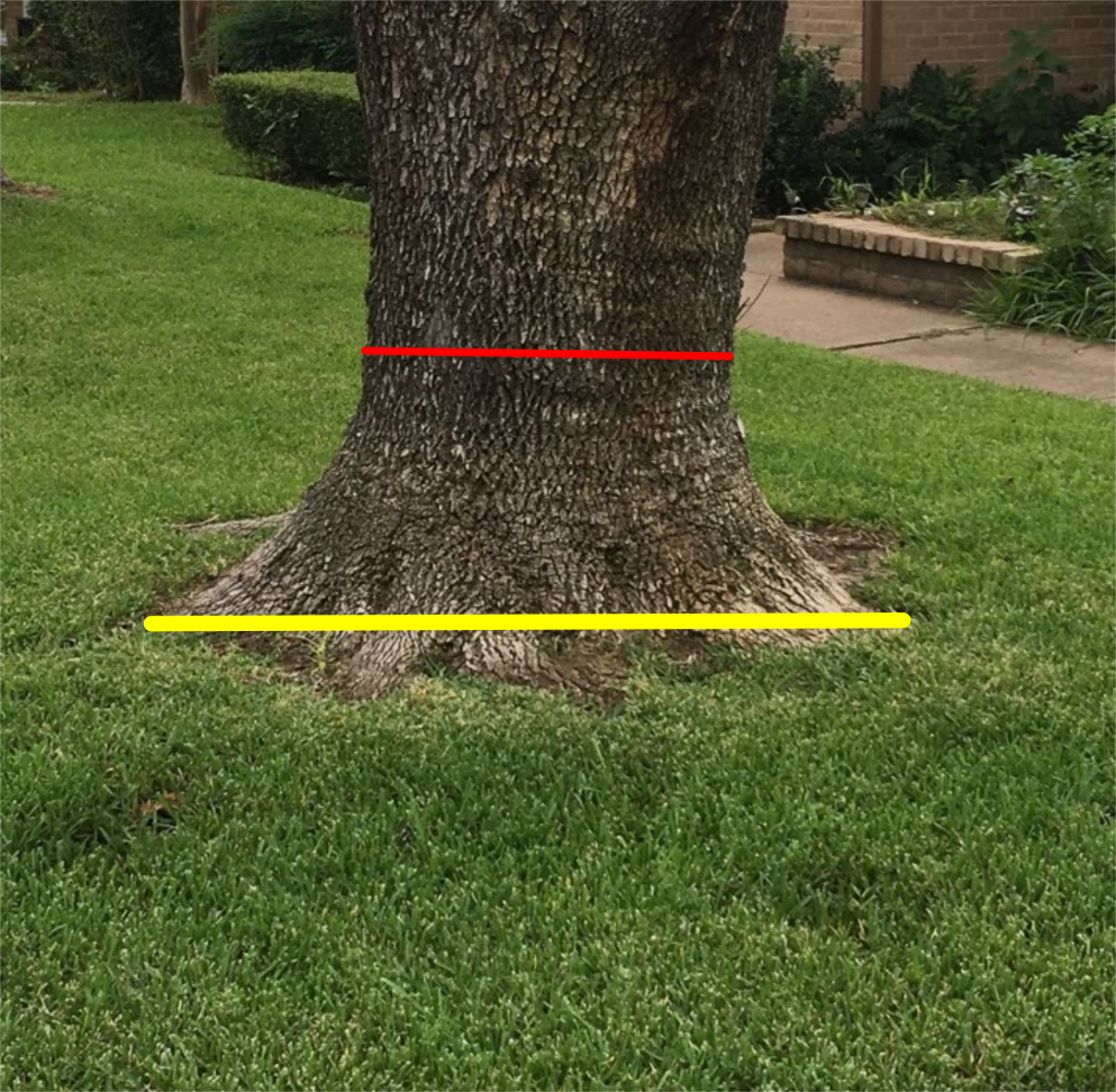 What is Stump Grinding? - Texas Tree Surgeons