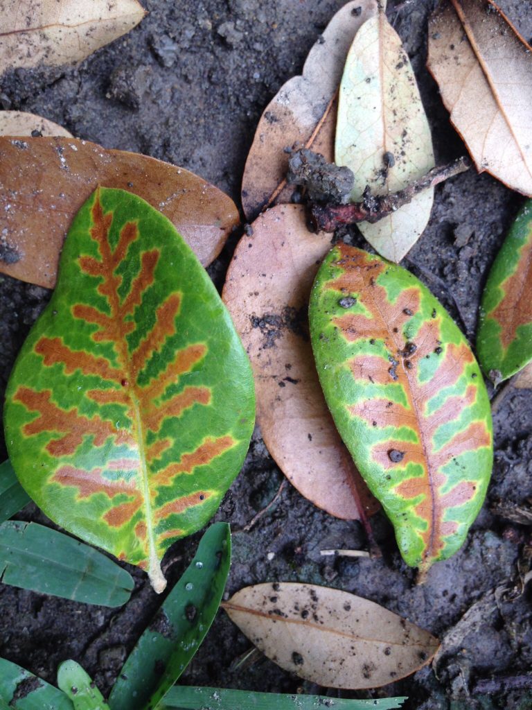 "What is Oak Wilt? | Texas Tree Surgeons"