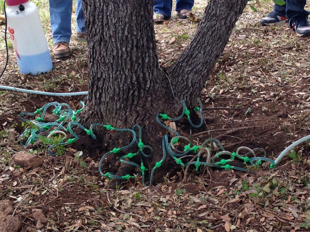 what-is-oak-wilt-texas-tree-surgeons