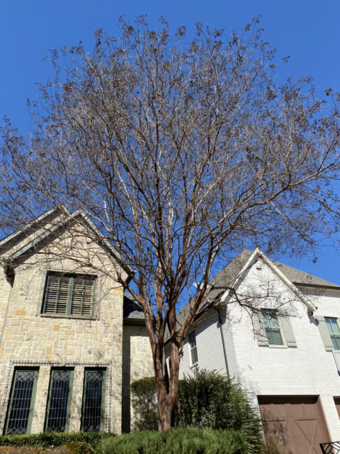 Trim Crape Myrtle - Essential Tips for Proper Pruning