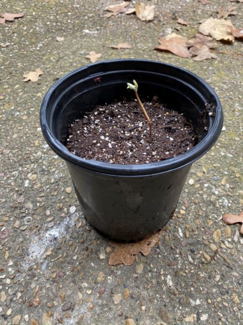 How to Plant an Acorn - Texas Tree Surgeons