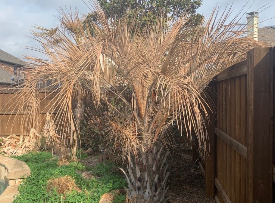 Palm Tree It Until It Dies Cricketnanax Palm Tree It Until It Dies Cricketnanax