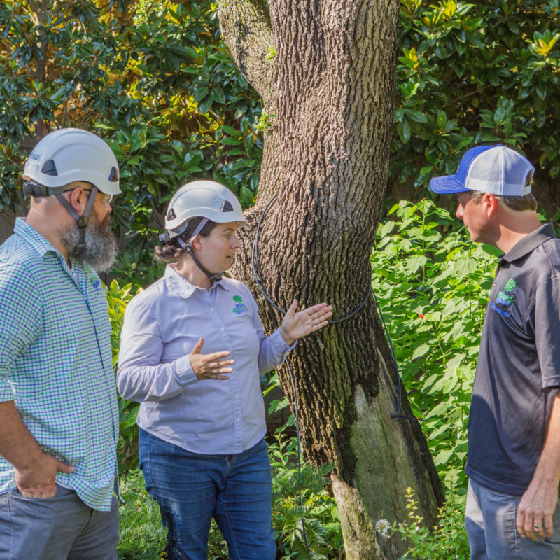 Tree Removal & Arborist Blog | North Texas Tree Service Company