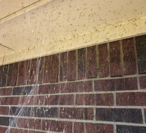 What are These Small, Green Worms Hanging Off My Trees? - Texas Tree ...