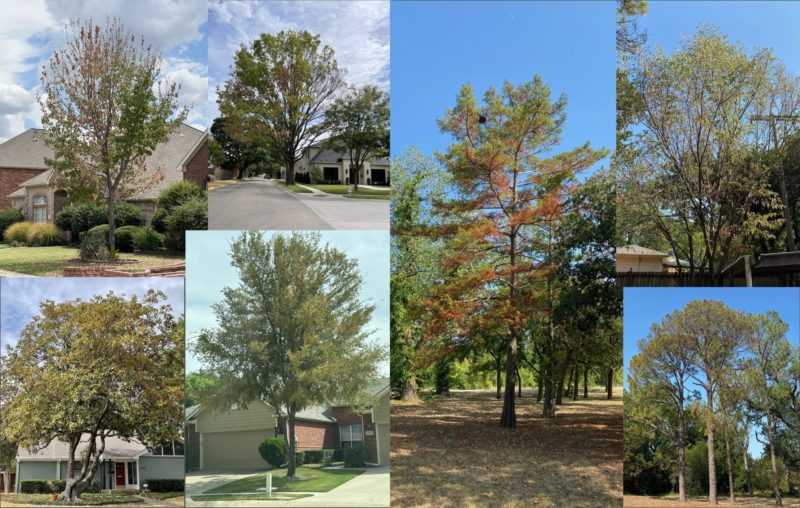What's Wrong With All These Trees? - Texas Tree Surgeons