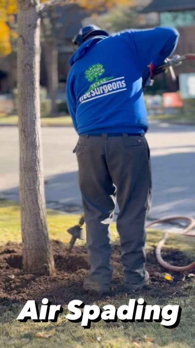 Tree Care Services, Tree Stump Removal | Texas Tree Surgeons