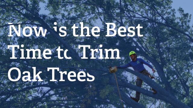 Tree Care Services, Tree Stump Removal | Texas Tree Surgeons