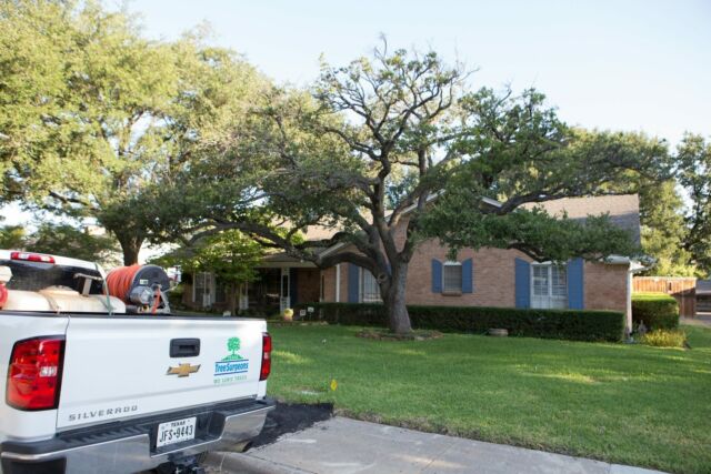 Tree Care Services Tree Stump Removal Texas Tree Surgeons